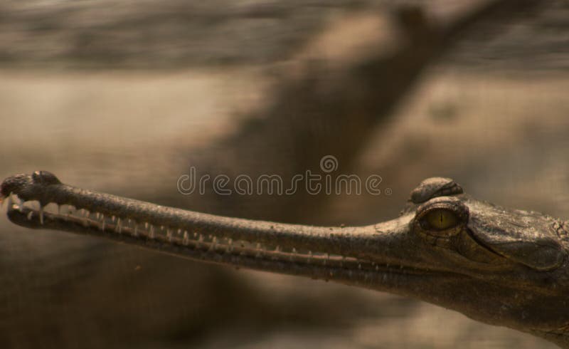Face of an Indian gharial stock image. Image of hand - 192960775