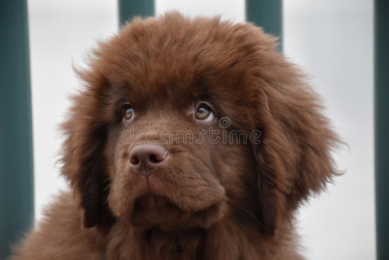 Face of Innocence on a Fluffy Brown Puppy Dog Stock Photo - Image of ...