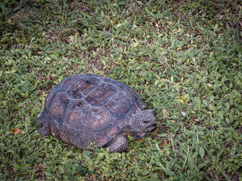 Endangered Gopher Tortoise Nesting Area Sign Stock Photo - Image of ...