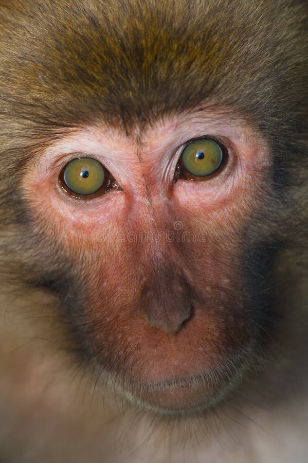 Face of Japanese Macaque-Macaca Fuscata Stock Photo - Image of macaque ...