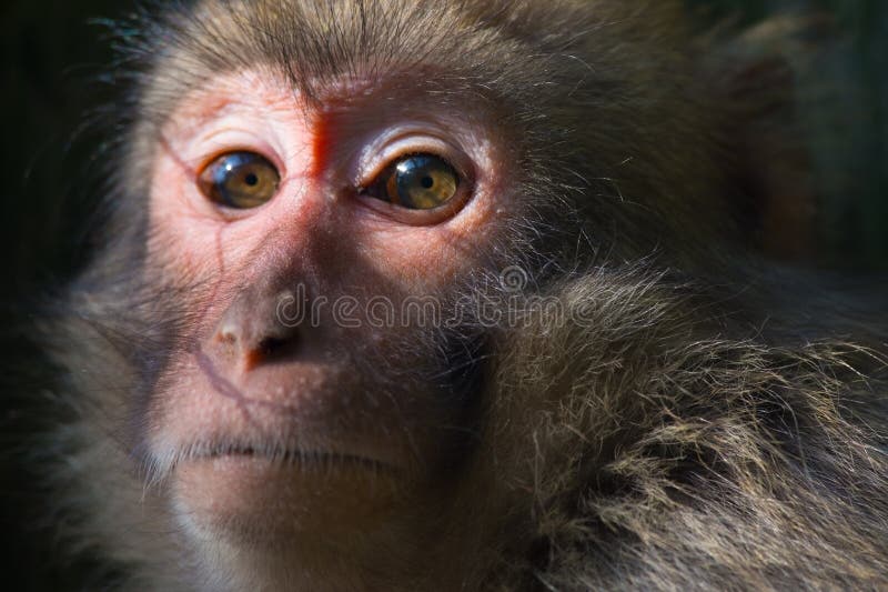 Face of Japanese Macaque-Macaca Fuscata Stock Image - Image of monkey ...