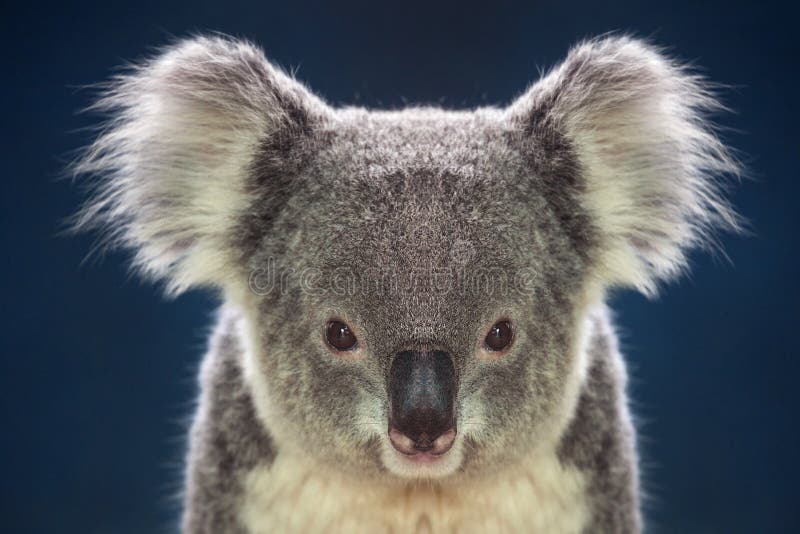 847 Animal Koalas Stock Photos - Free & Royalty-Free Stock Photos from ...