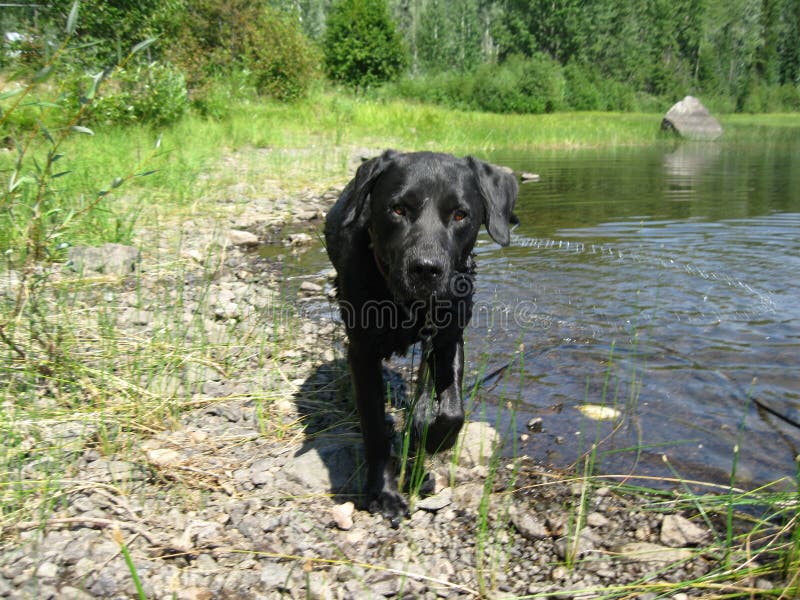 Face of a Lab stock photo. Image of evergreen, country - 129869770