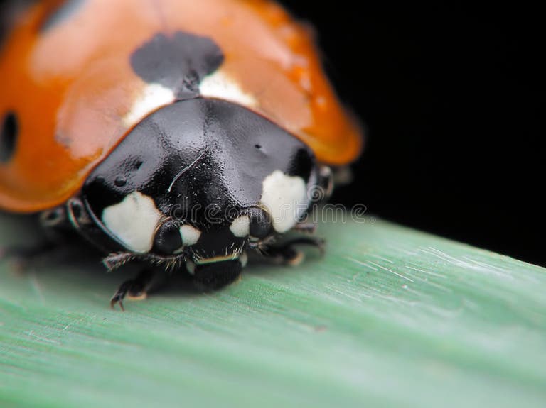 Face of ladybug stock image. Image of macro, insects, outside - 1050537