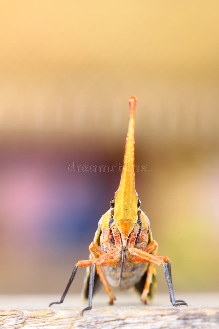 Lantern Crest Stock Photos - Free & Royalty-Free Stock Photos from ...