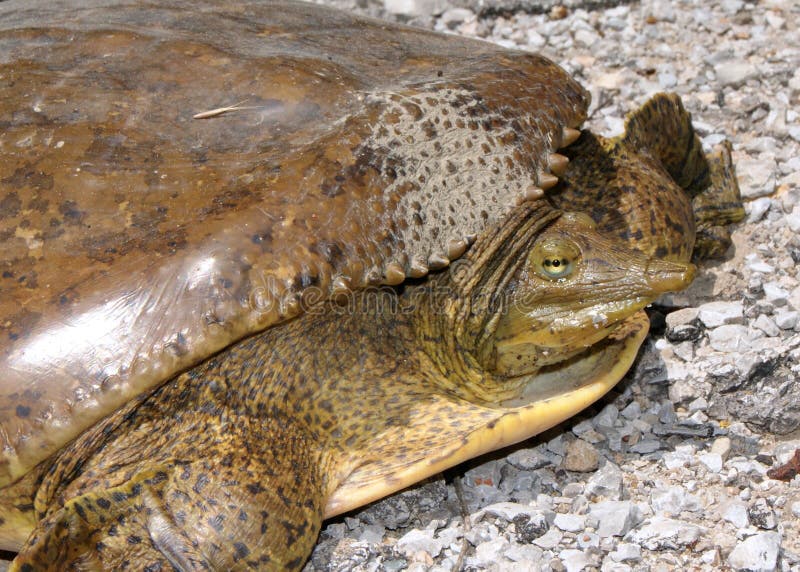 Face of a Large Female Spiny Softshell Turtle Stock Photo - Image of ...