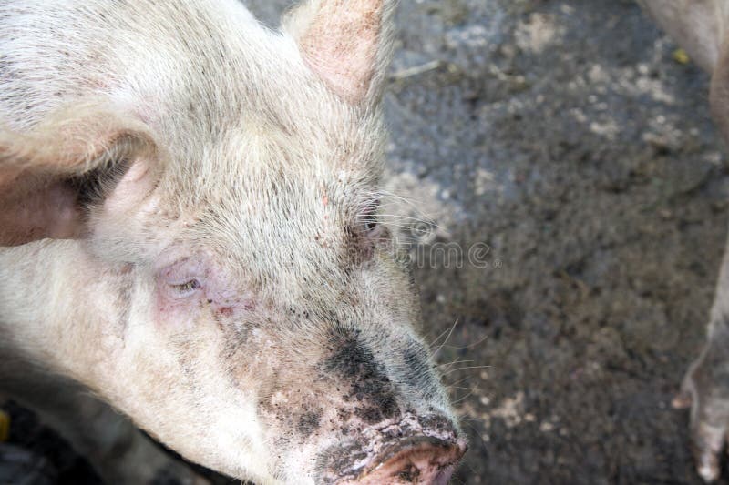 One of the Pigs in the Pigsty. Stock Image - Image of agriculture ...