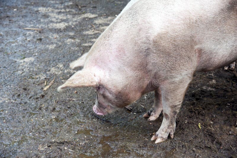 One of the Pigs in the Pigsty. Stock Photo - Image of grunt, livestock ...