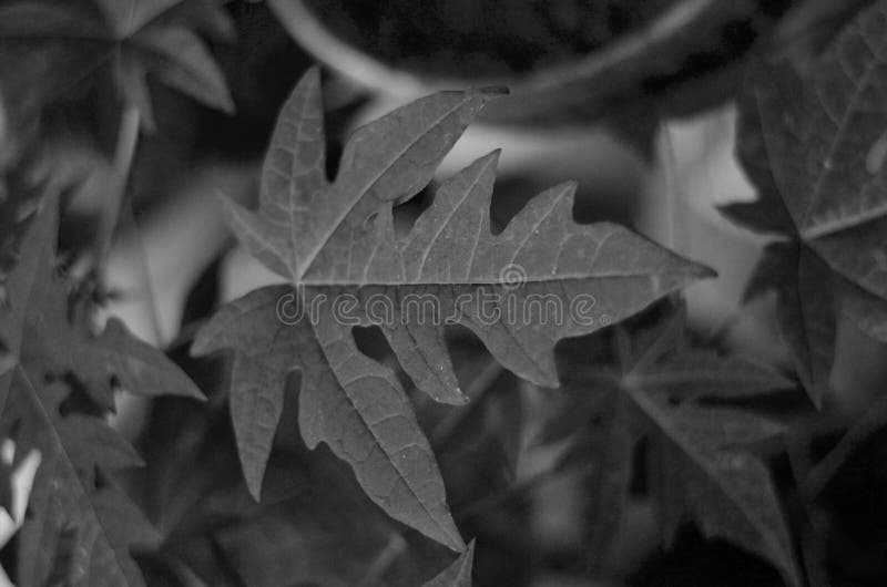 Face of leaf in BW stock image. Image of artwork, black - 124085343