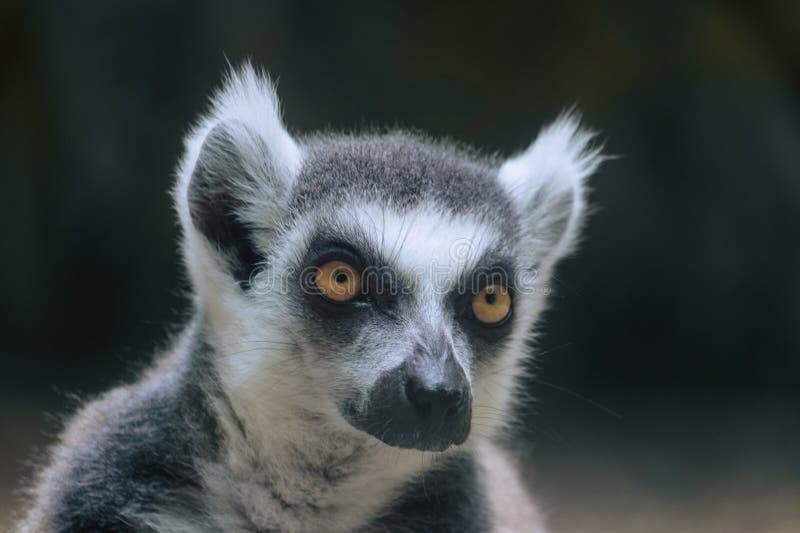 Face of Lemur Catta. Ring-tailed Lemur Stock Photo - Image of wild ...