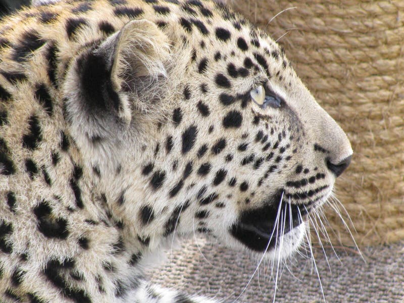Face of a Leopard stock photo. Image of leopard, travel - 16381352