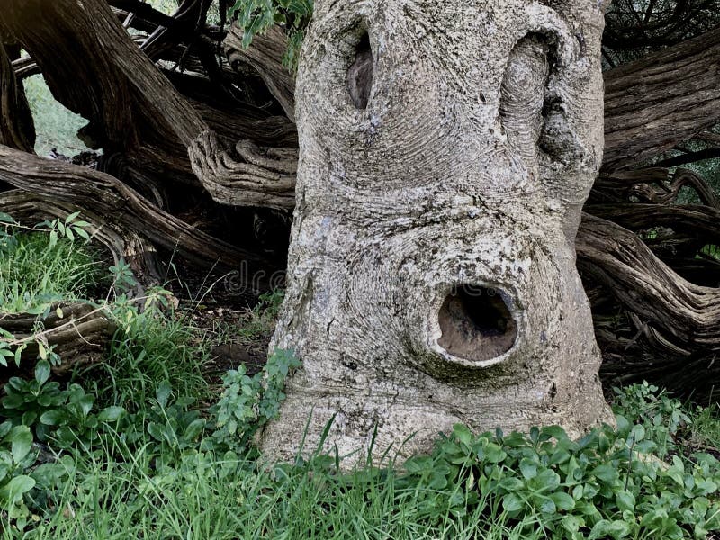 Face Like Appearance Tree Stock Photos - Free & Royalty-Free Stock ...