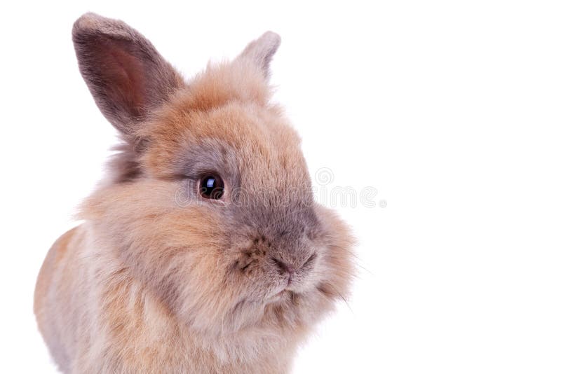 Rabbit face stock image. Image of rabbits, space, path - 22823505