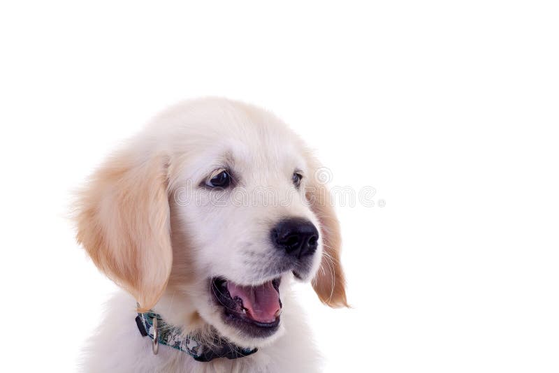 Face of a Little Golden Lab Stock Photo - Image of head, doggy: 15590232