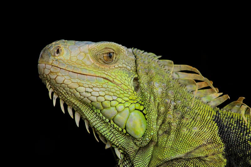 Portrait of lizard stock photo. Image of bright, colorful - 68902696
