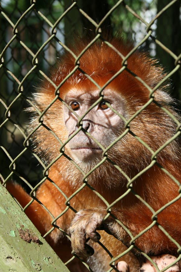 The Face of a Long Tailed Monkey with Blonde Fur Behind the Bars of ...