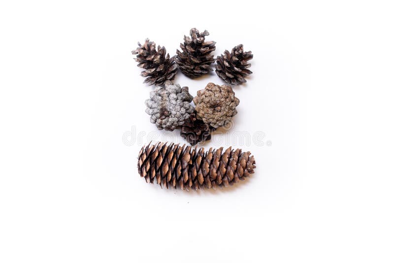 Face Made of Pine and Spruce Cones on a White Background Stock Photo ...