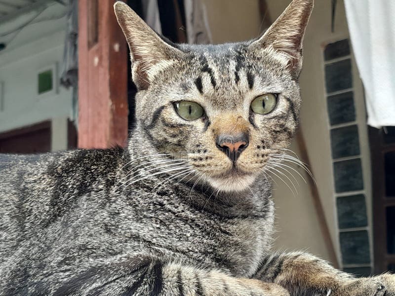 The Face of a Male Cat that Looks Cute and Adorable with Sharp Eyes ...