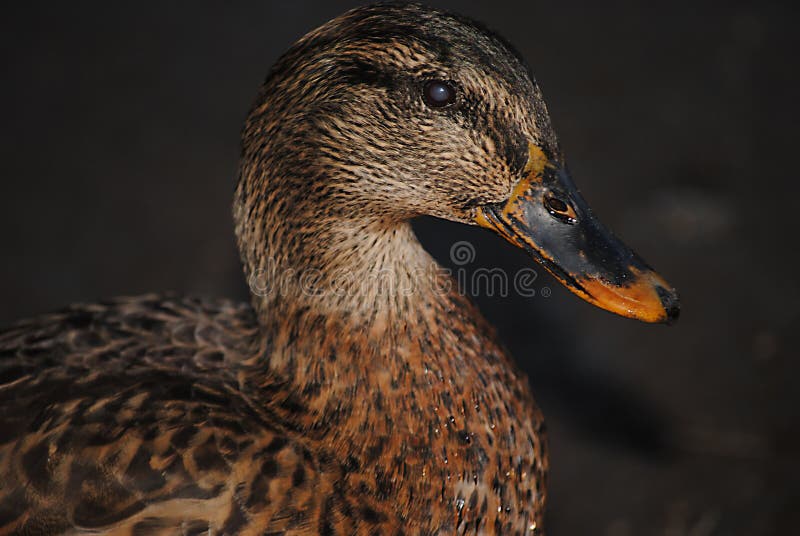 Face of a mallard duck stock image. Image of mallard - 256626205