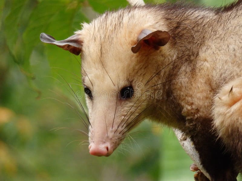 The face of a manicou. stock photo. Image of eyes, beady - 37491046