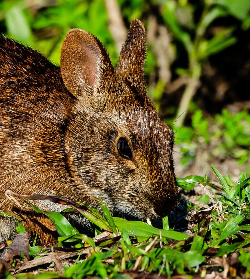 The Face of a Marsh Rabbit Eating Stock Photo - Image of mammal, food ...
