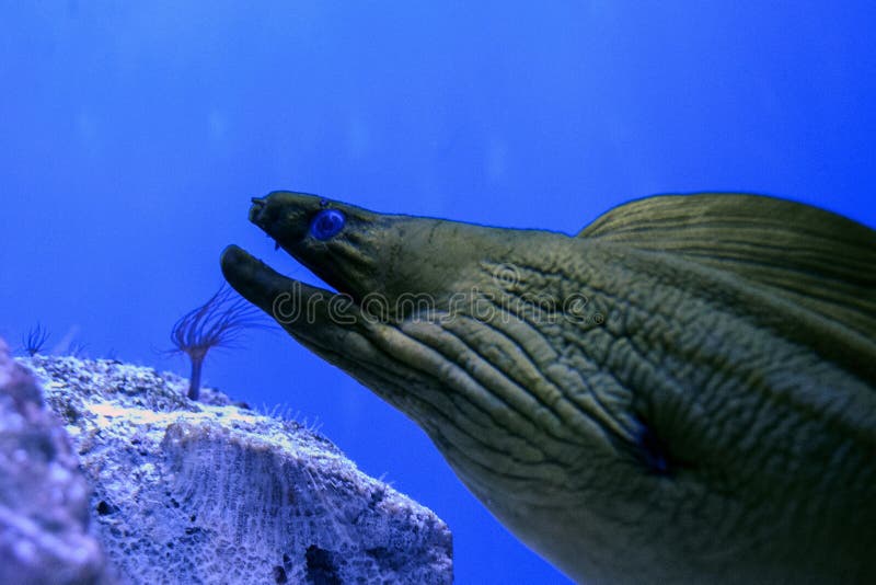 The Face of a Moray Eel with an Open Mouth with Teeth Stock Photo ...