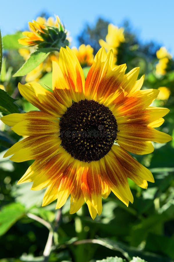 Face of Multi-Color Sunflower Stock Image - Image of outside, vertical ...
