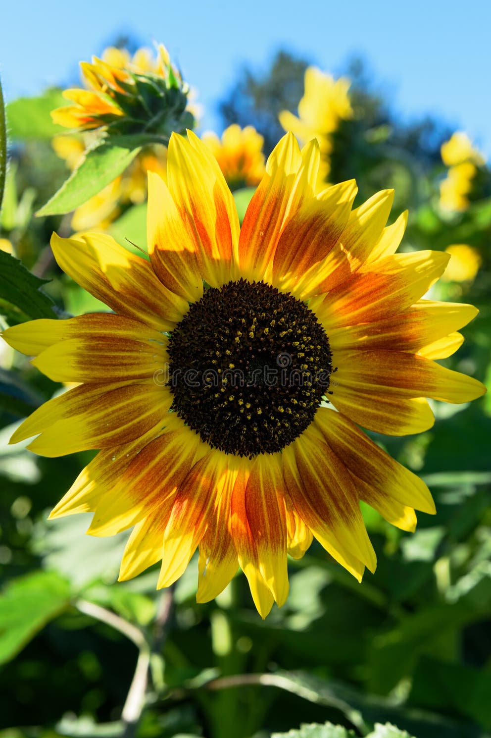 Multicoloured Sunflower Stock Photos - Free & Royalty-Free Stock Photos ...