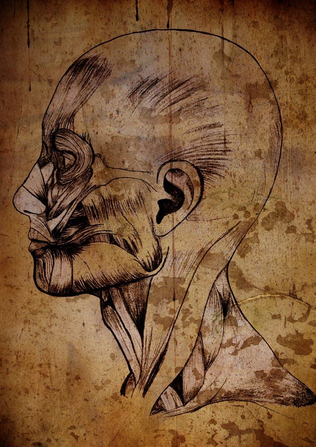 Face and muscles portrait stock illustration. Illustration of facial ...