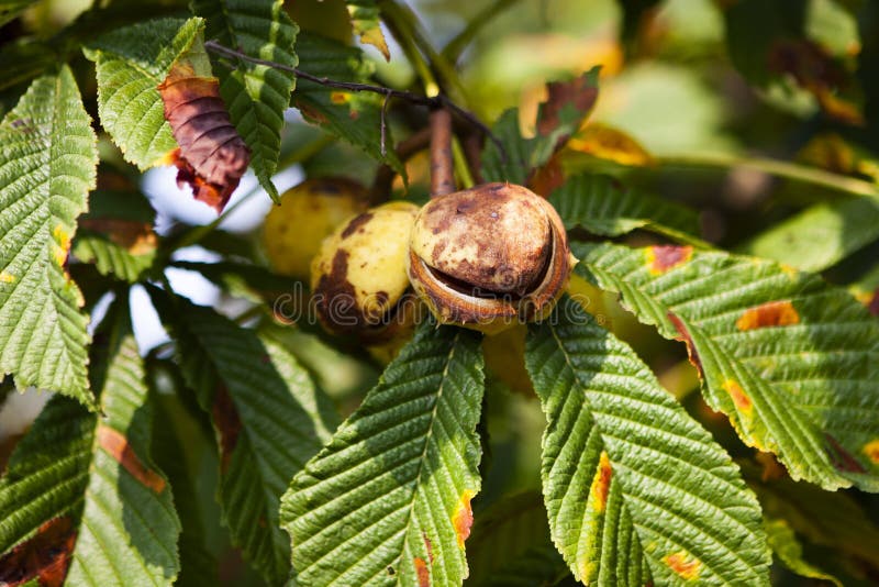 The face of my chestnut stock image. Image of chestnut - 192869841