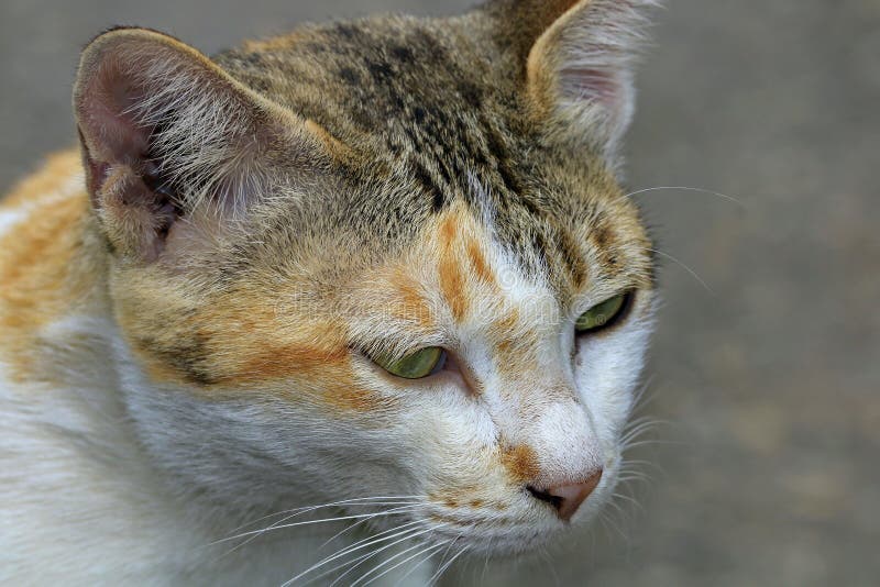 The Face of a Natural Cat Close-up Stock Image - Image of whiskers ...