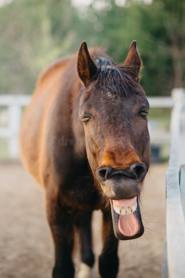 Neighing horse stock image. Image of enclosure, breed, haflinger - 802367