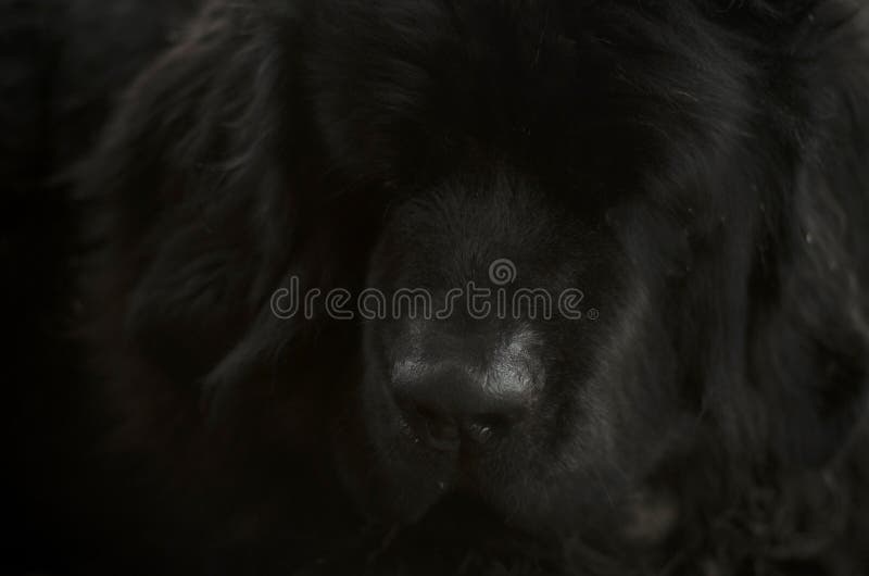 Face of Newfoundland Dog Close Up Stock Image - Image of newfoundland ...
