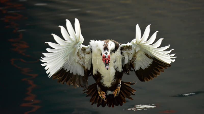 Face Off stock image. Image of focus, birds, flight, natural - 83510133