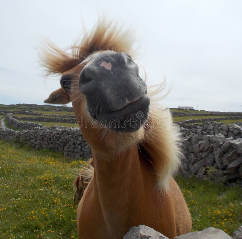Face off stock image. Image of fields, leaves, night - 56602741