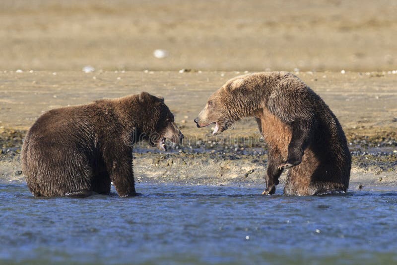 Face off stock photo. Image of claw, fighting, attack - 42974552
