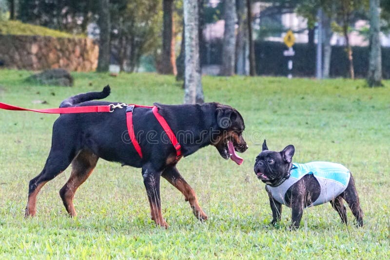Face off stock photo. Image of companionship, animals - 136411416
