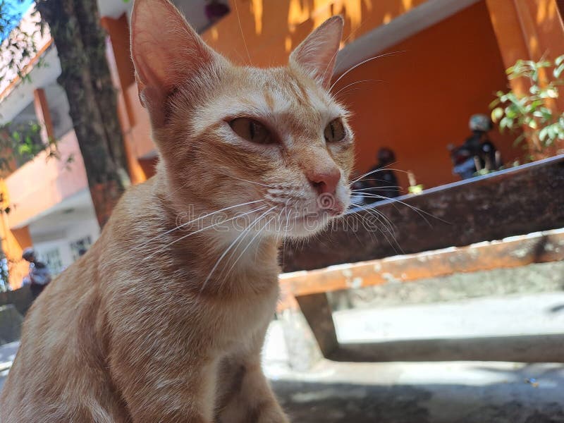 The Face of an Old Cat Lamenting Life Stock Image - Image of mammal ...