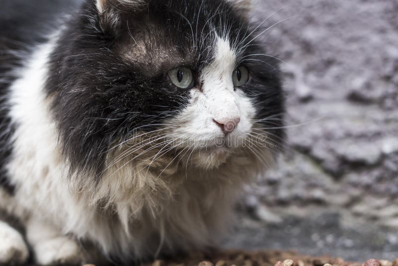 The Face of an Old Sad Stray Cat Stock Photo - Image of cute, kitten ...