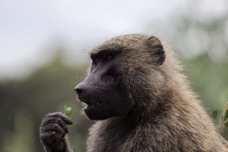 Face of an Olive Baboon Papio Anubis Stock Photo - Image of endangered ...