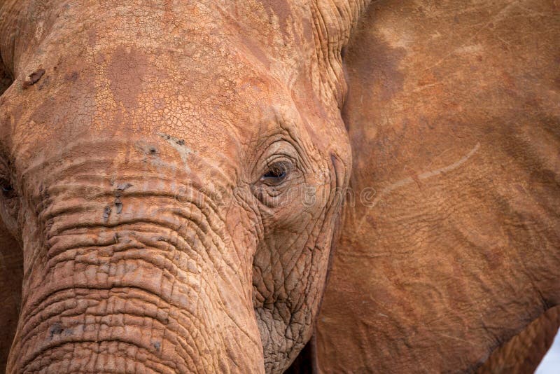 The Face of a Big Red Elephant Stock Image - Image of national, head ...