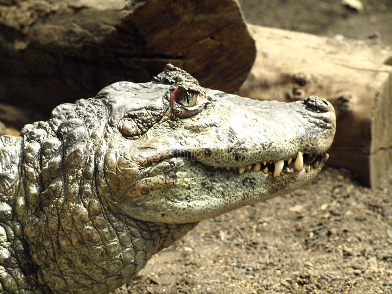 Crocodile face stock image. Image of biggest, face, reptile - 265125045