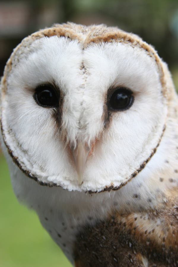 Face of an Owl stock photo. Image of bird, watching, animal - 319208