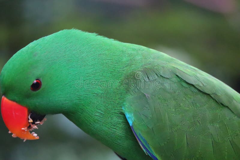 The face of a parrot stock photo. Image of wing, macaw - 315723346