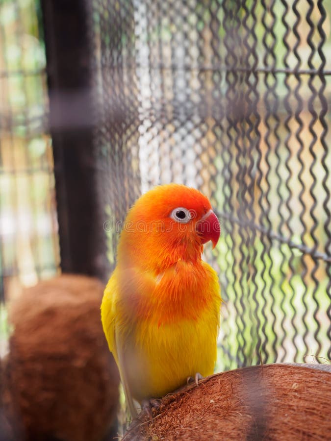 The Face of a Parrot with Orange and Red Feathers Stock Image - Image ...