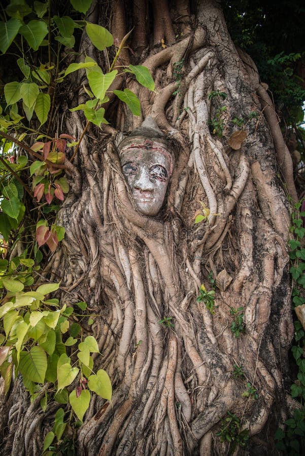 The Face of a Plaster Statue is Covered by Tree Roots in Savannakhet ...