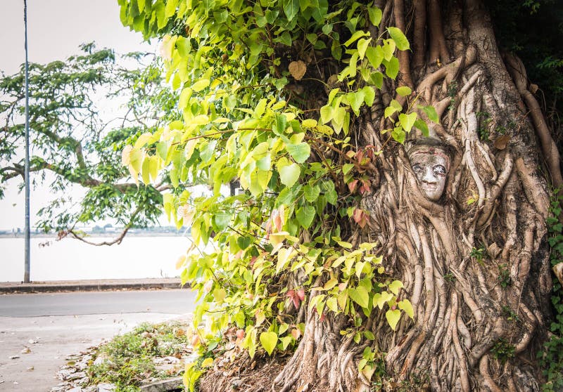 The Face of a Plaster Statue is Covered by Tree Roots in Savannakhet ...