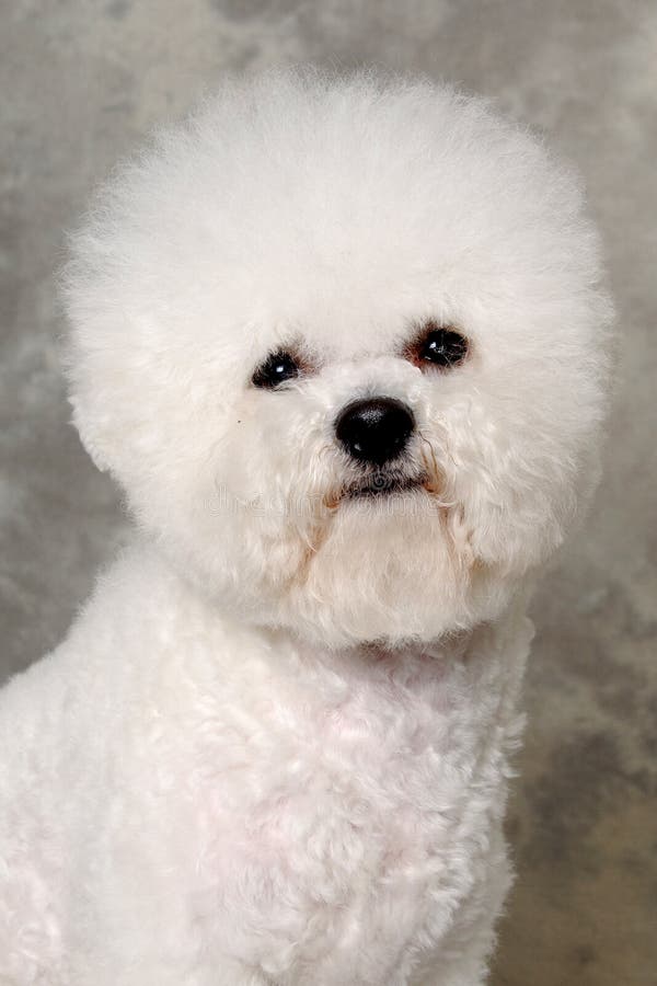 Face of poodle dog stock image. Image of purebred, friend - 39302529