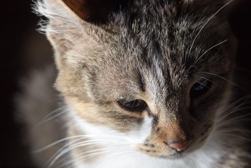 Face Portrait of a Cat. Macro Stock Photo - Image of kitty, brown ...