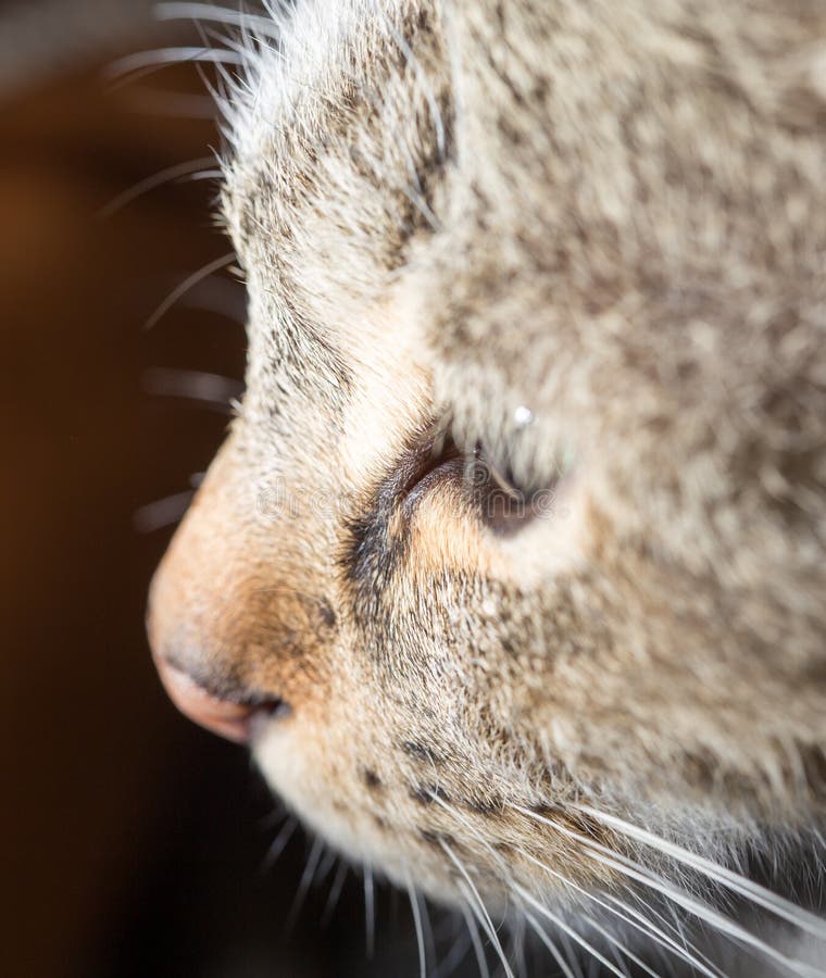 Face Portrait of a Cat. Macro Stock Photo - Image of male, landscape ...
